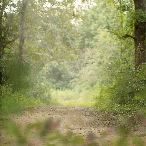 Outdoor Digital Backdrop - Etsy