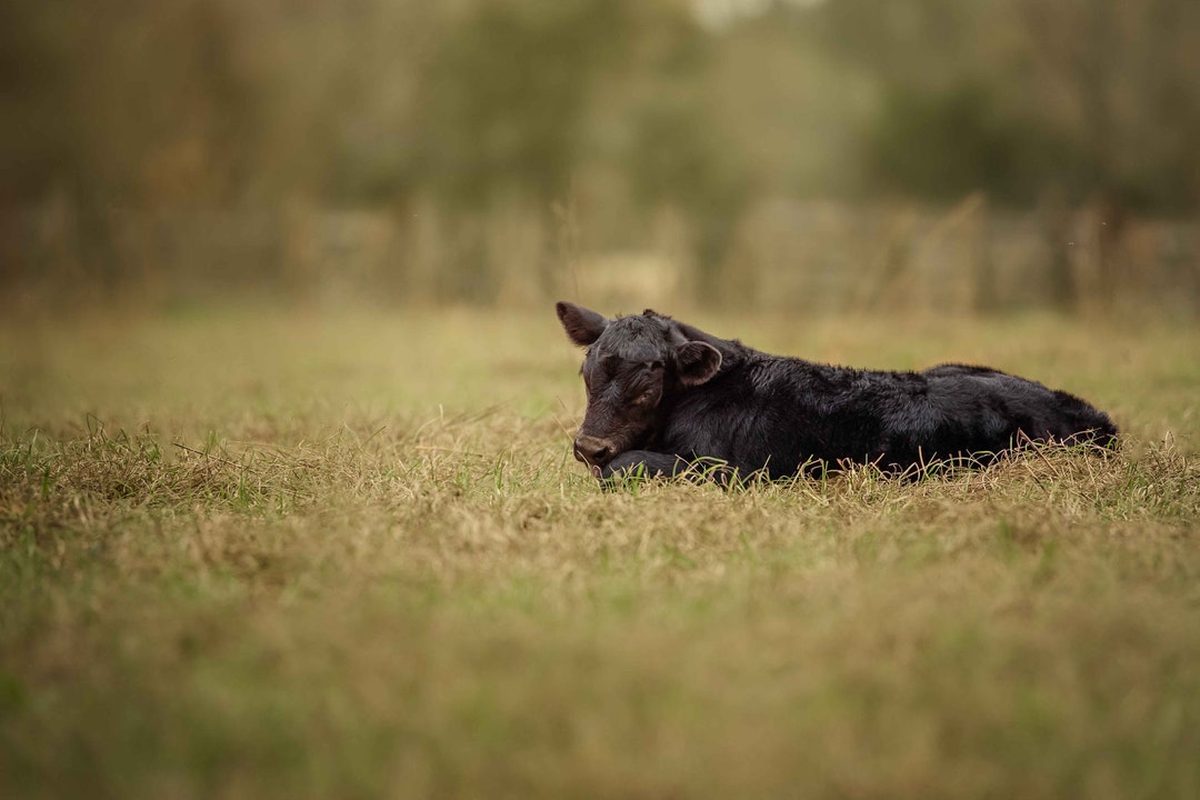 Calf Digital Background - Etsy