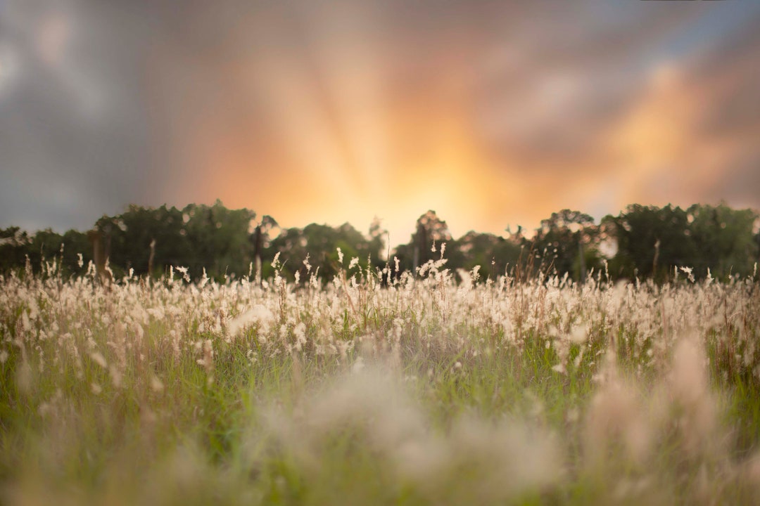 Grassfield Digital Background - Etsy