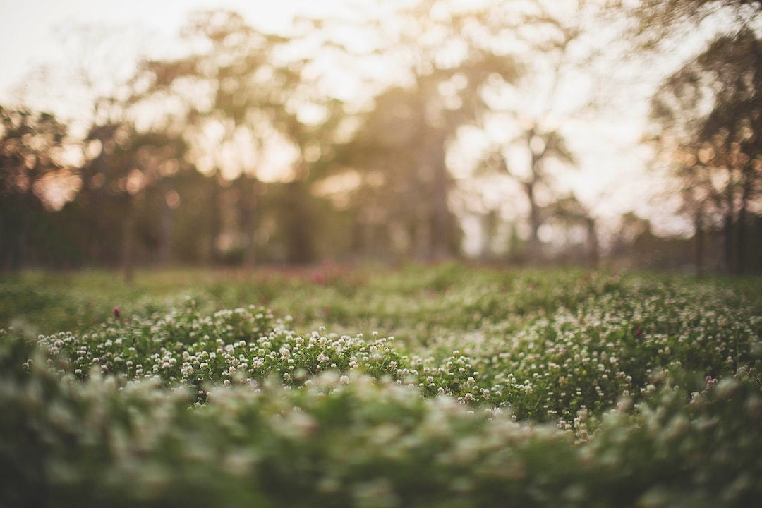 5 Outdoor Digital Backdrops - Etsy