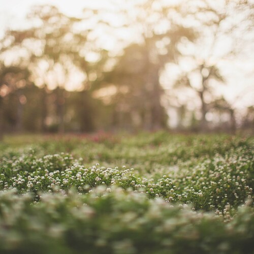 The Aromatic Collection Floral Digital Backgrounds A Mixture | Etsy