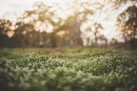 5 Outdoor Digital Backdrops | Etsy Australia