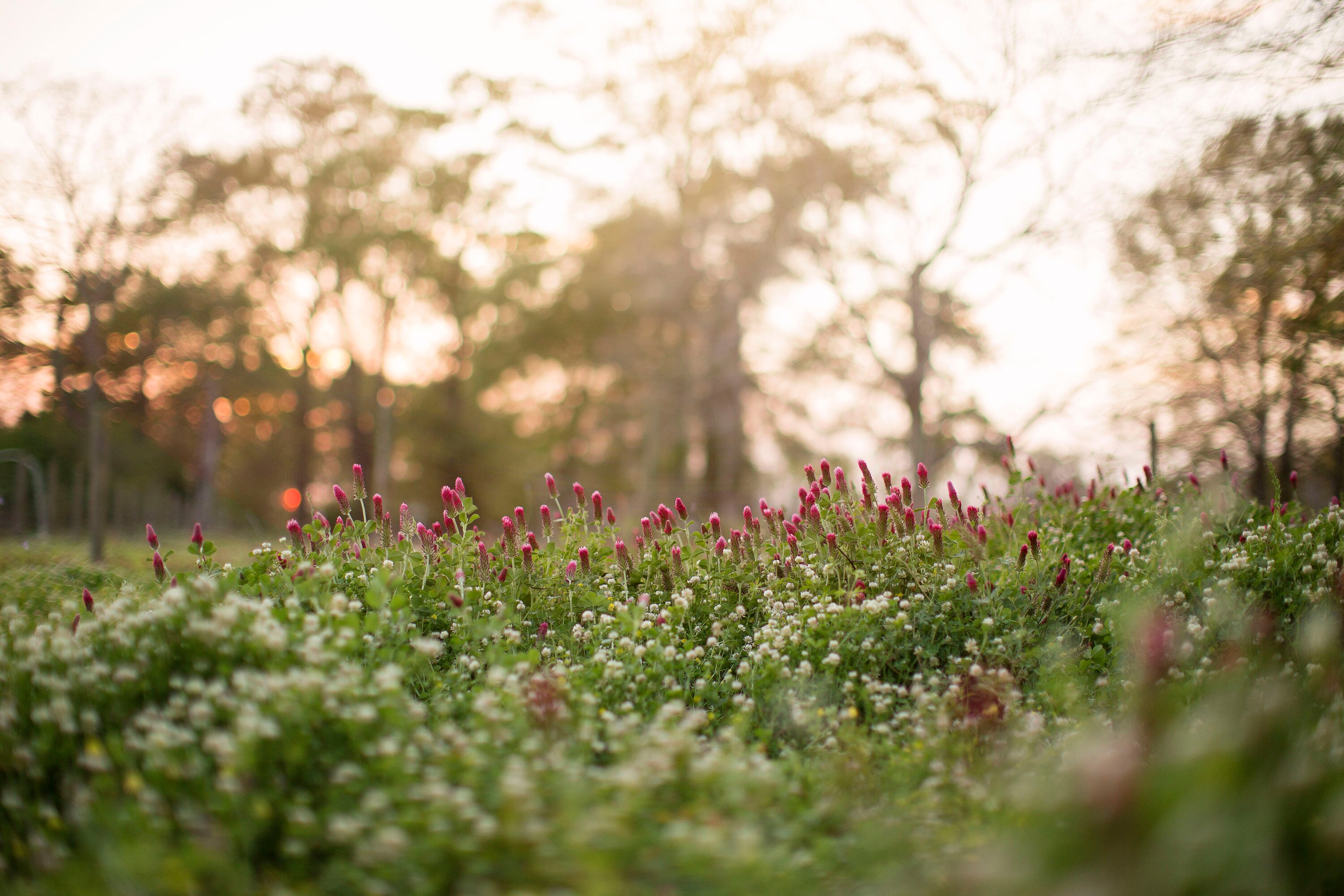 5 Outdoor Digital Backdrops | Etsy Australia