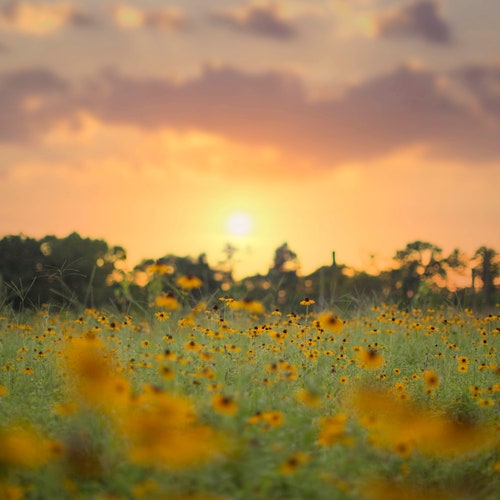 Outdoor Digital Backdrop - Etsy