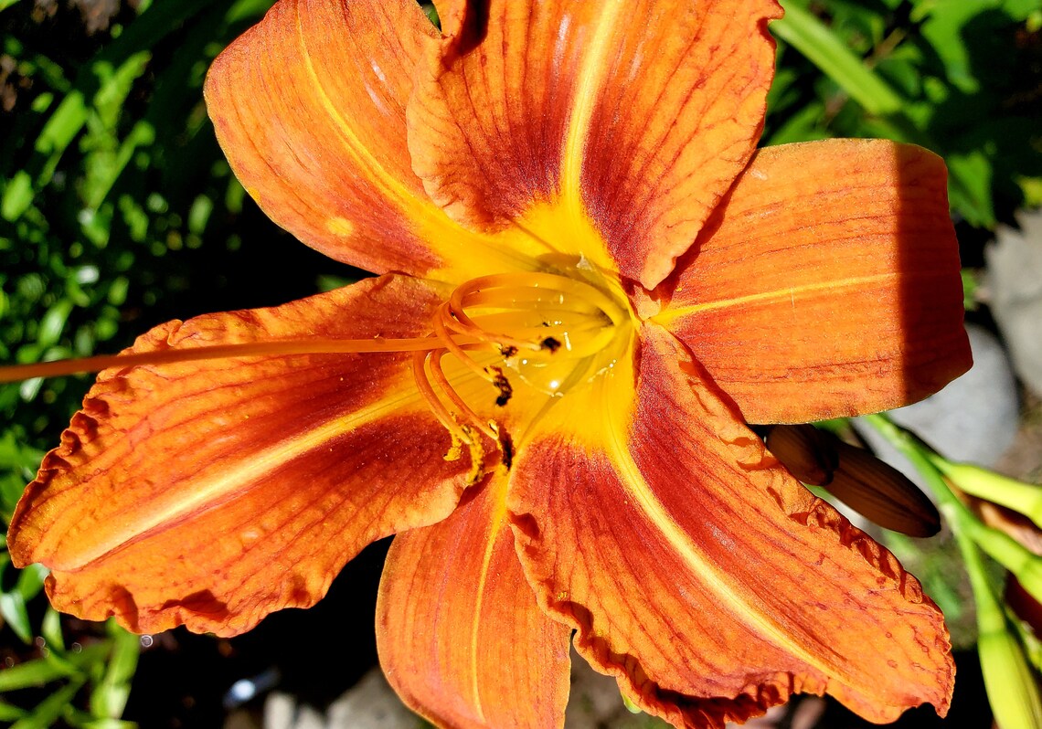 5 Daylilies: Old Fashion Daylily AKA Ditch Lily - Etsy