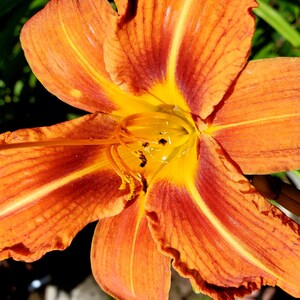 5 Daylilies: Old Fashion Daylily AKA Ditch Lily - Etsy