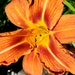 5 Daylilies: Old Fashion Daylily AKA Ditch Lily - Etsy