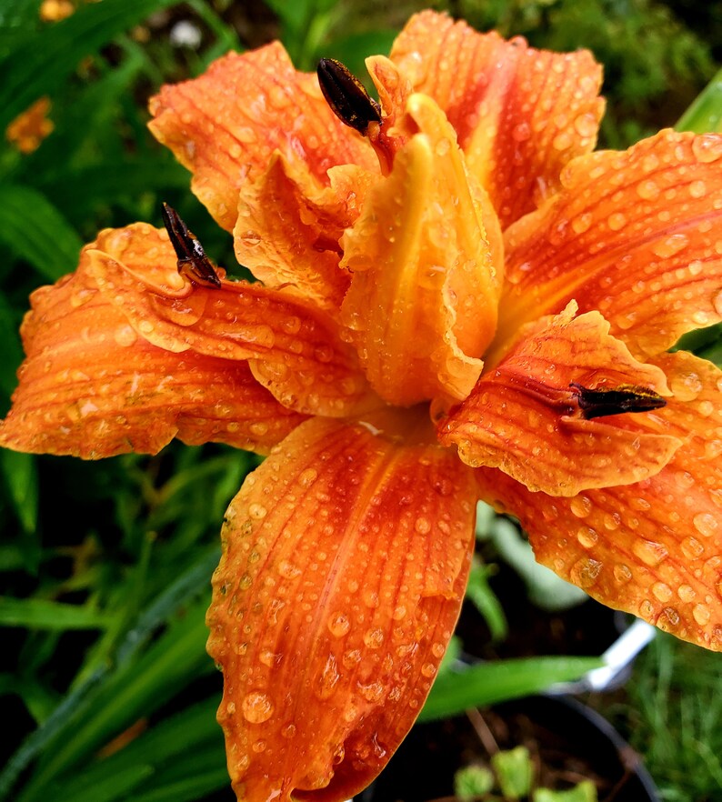 Daylily (double Blooms Orange) 1 Plant - Etsy