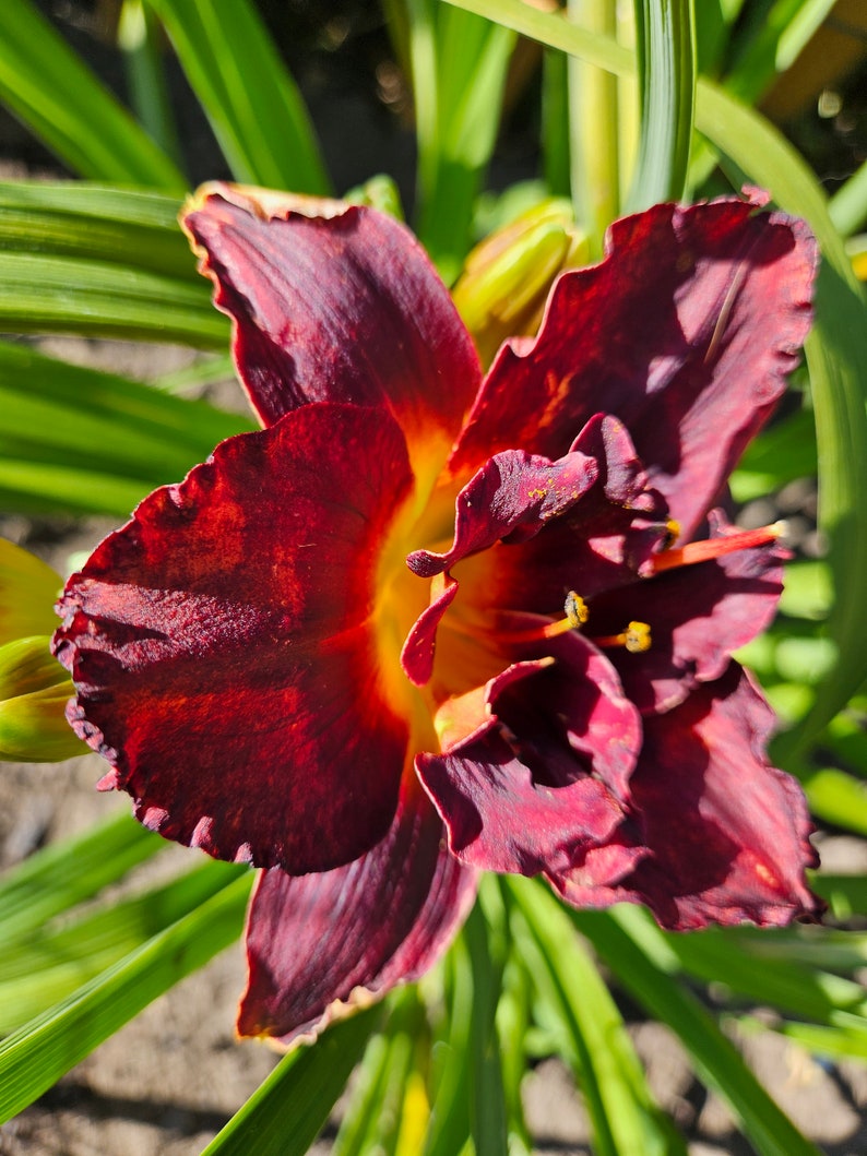 Daylily (double Blooms Deep Red) "vodoo Dancer" - Etsy