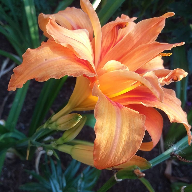 Daylily (double Blooms Orange) 1 Plant - Etsy