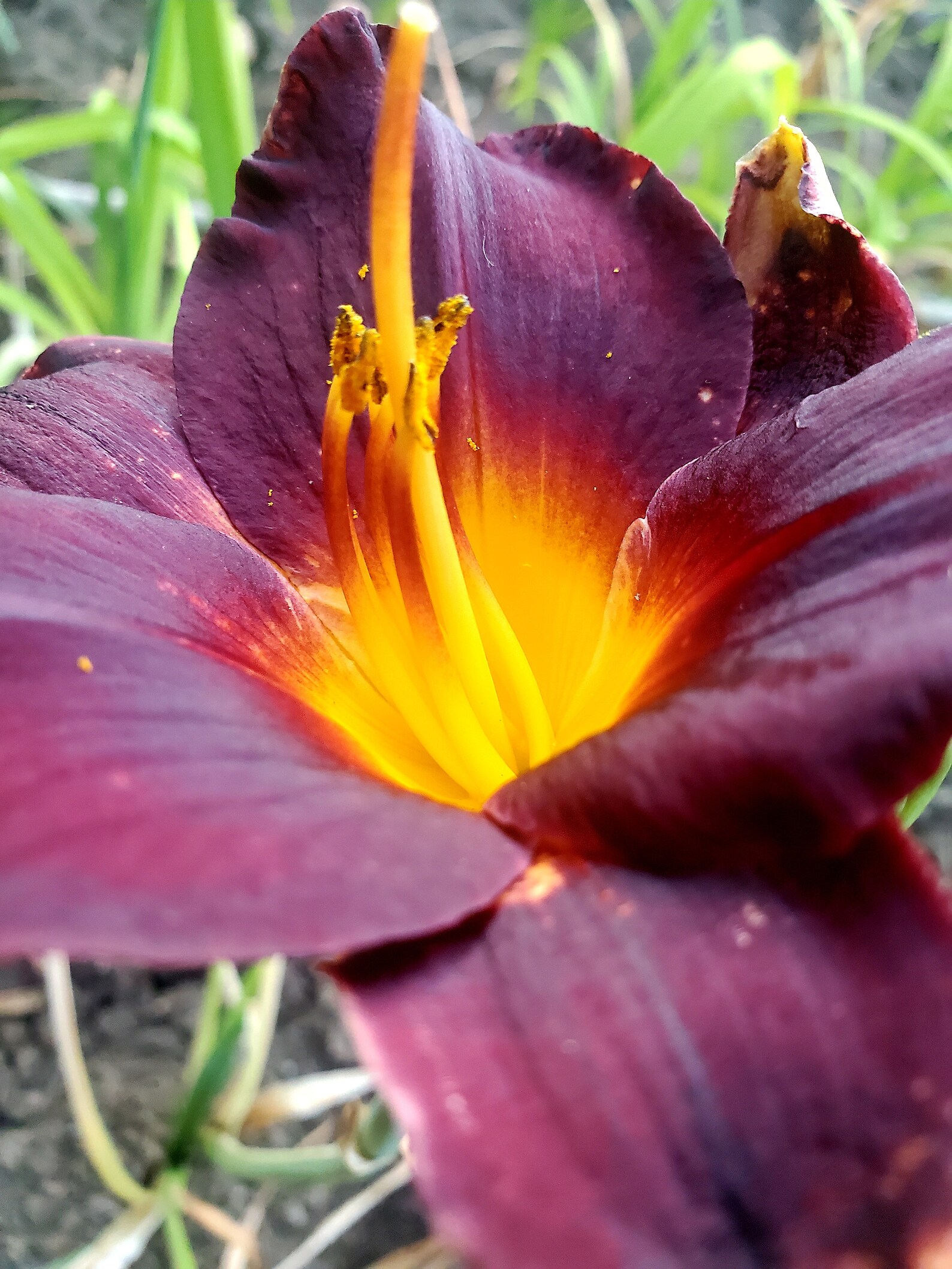 Daylily double Blooms Deep Red vodoo Dancer - Etsy Norway