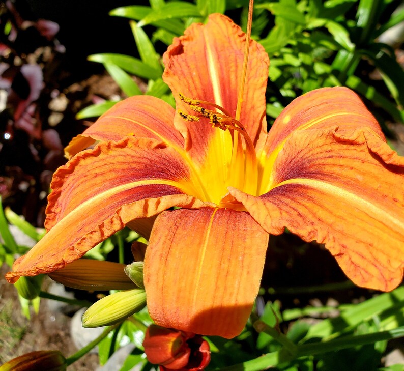 5 Daylilies: Old Fashion Daylily AKA Ditch Lily - Etsy