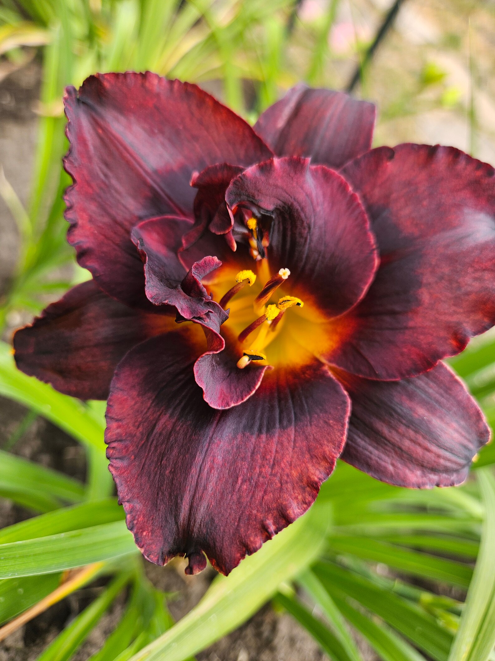 Daylily (double Blooms Deep Red) "vodoo Dancer" - Etsy