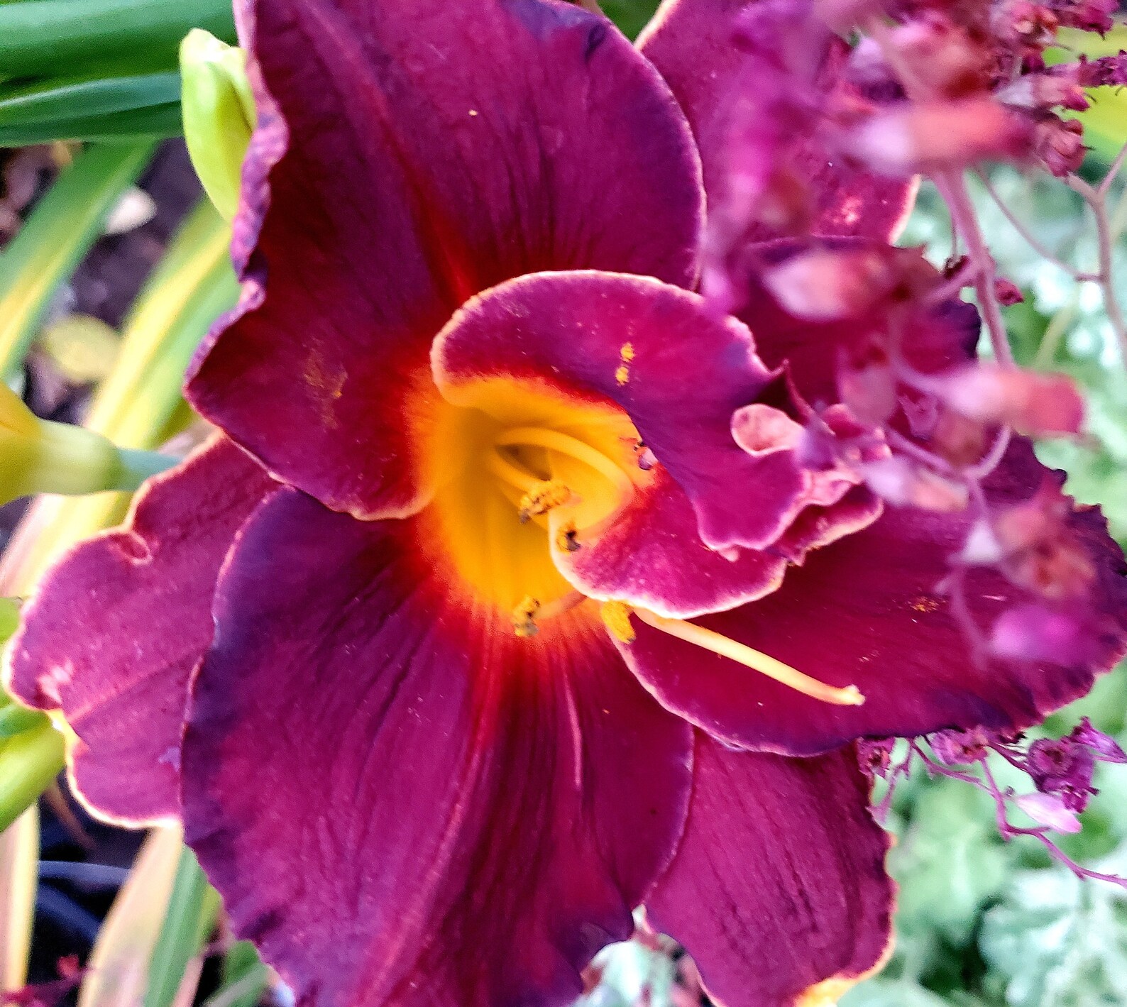 Daylily double Blooms Deep Red vodoo Dancer - Etsy Norway