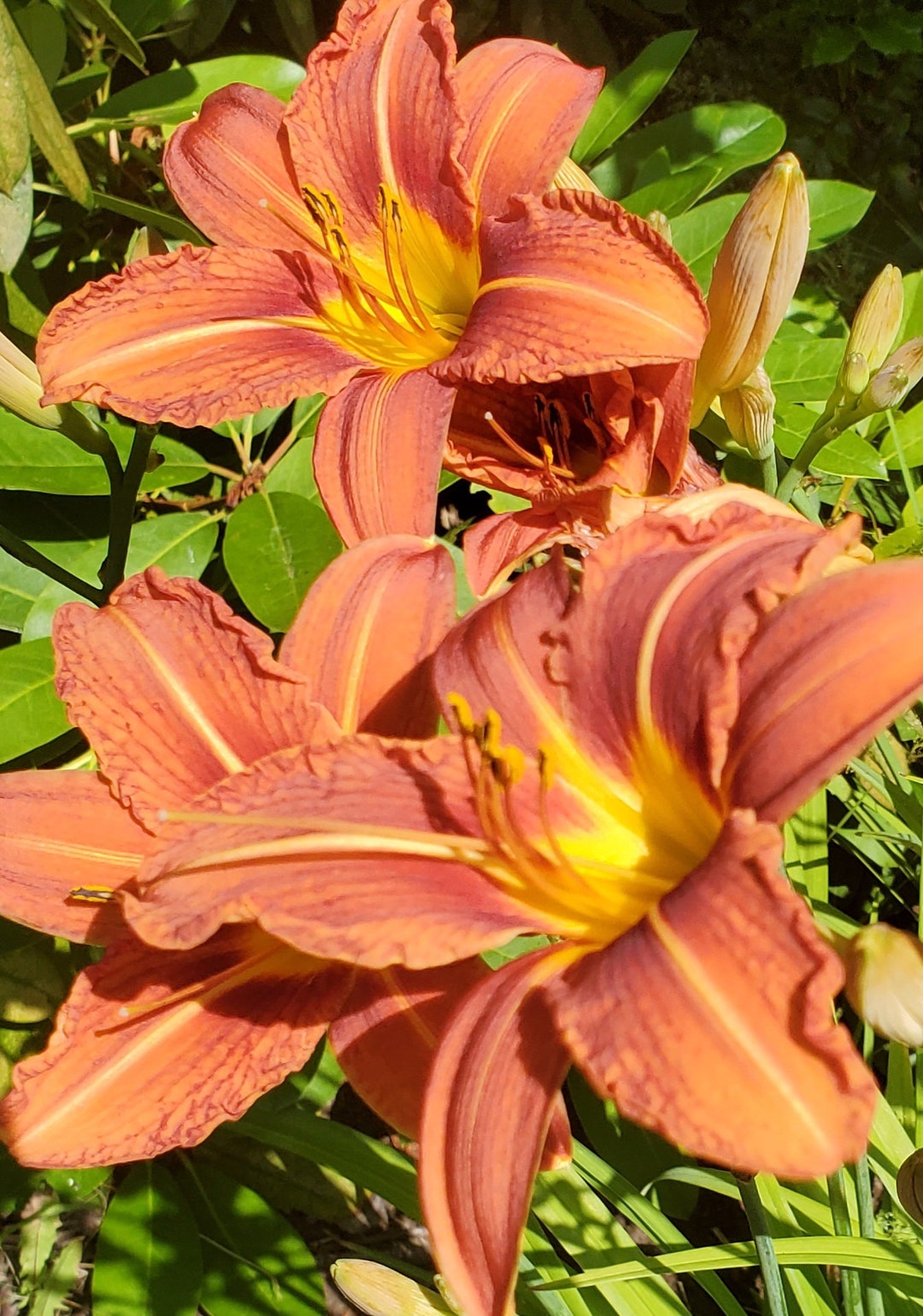 5 Daylilies: Old Fashion Daylily AKA Ditch Lily - Etsy