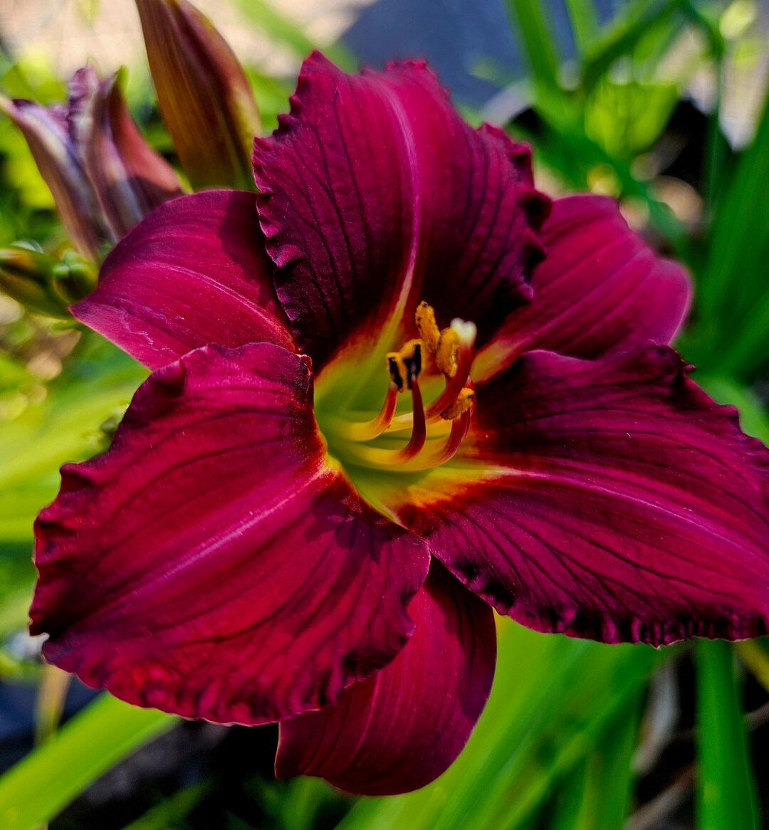 Purple De Oro Purple Daylily 2 Plants - Etsy
