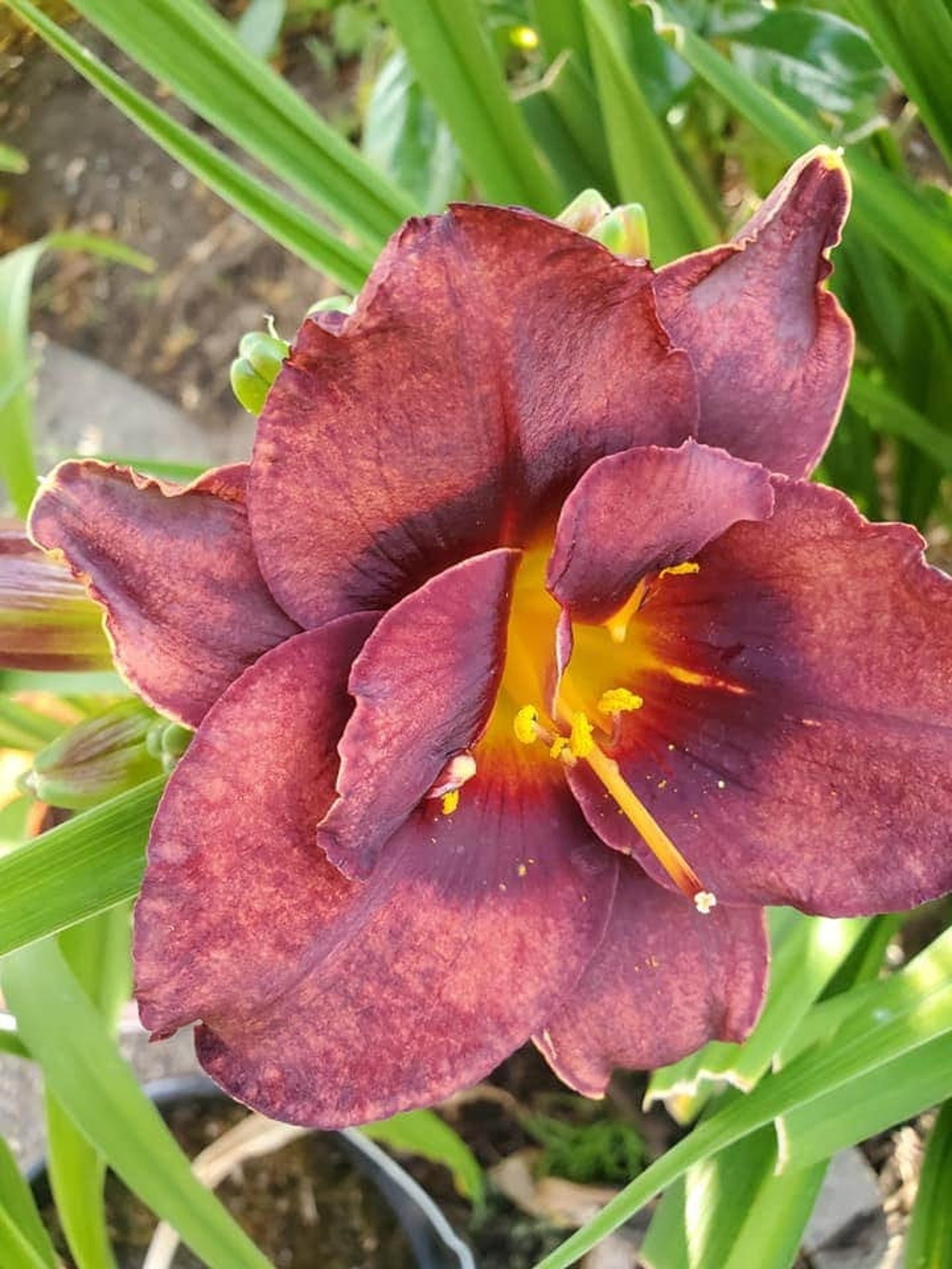 Daylily double blooms deep red Vodoo Dancer | Etsy