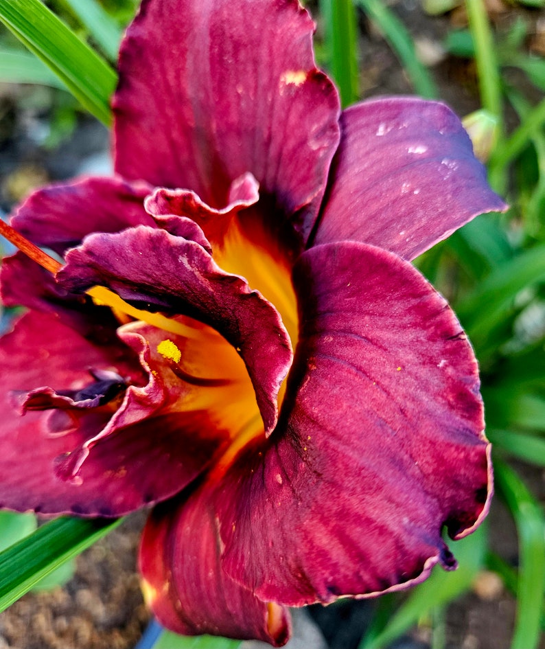 Daylily (double Blooms Deep Red) "vodoo Dancer" - Etsy