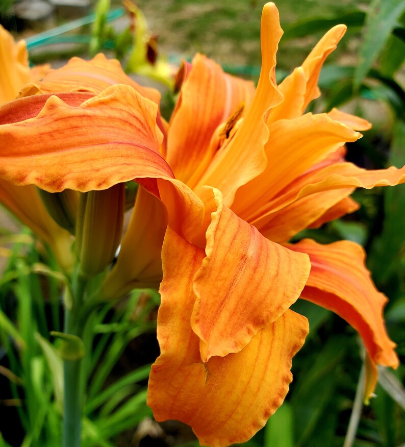 Daylily (double Blooms Orange) 1 Plant - Etsy