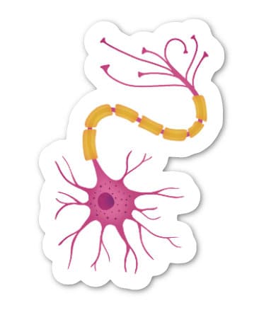 Neuron Vinyl Sticker - Etsy