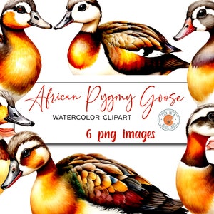 African Pygmy Goose Clipart, African Pygmy Goose in PNG Format ...