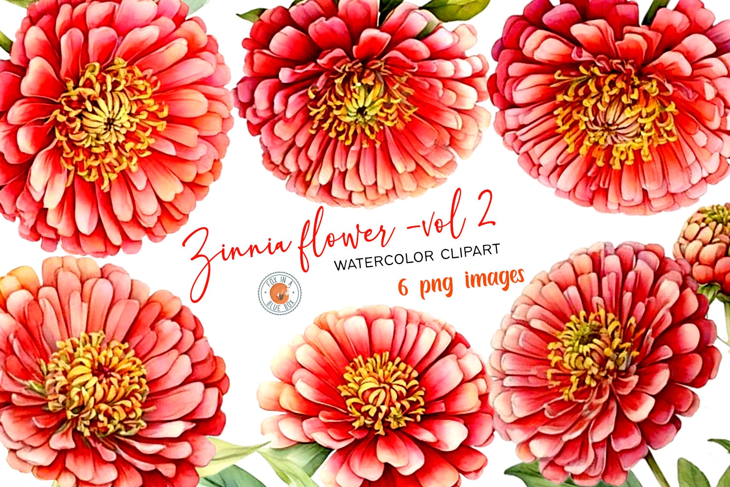 Zinnia Flower-vol 2 Clipart, Zinnia Flowers in PNG Format, Watercolor ...