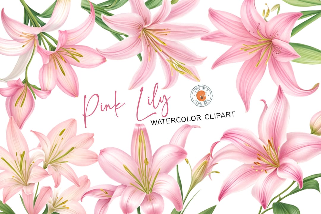 Pink Lily Clipart, Pink Lily Flowers in PNG Format, Watercolor Pink ...