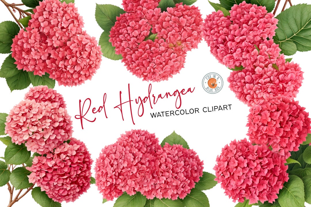 Red Hydrangea Clipart, Red Hydrangea Flowers in PNG Format, Watercolor ...