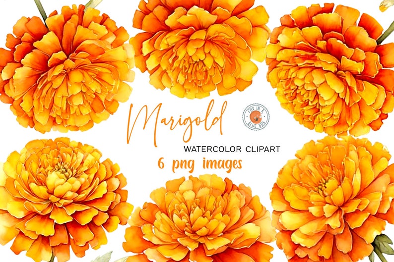 Marigold Flower Clipart, Marigold Flowers in PNG Format, Watercolor ...