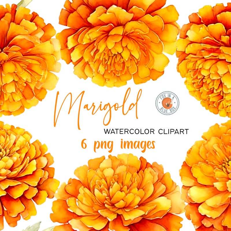 Marigold Flower Template - Etsy