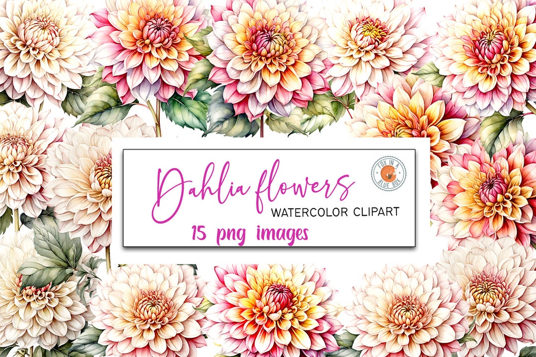Dahlia Flowers Clipart, Dahlia Flowers in PNG Format, Watercolor Dahlia ...