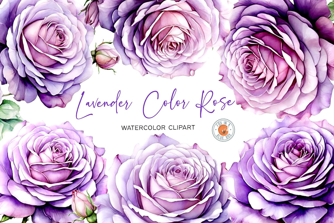 Lavender Color Rose Clipart, Lavender Color Rose in PNG Format ...