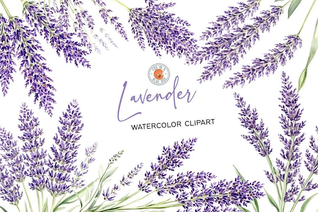 Watercolor Lavender Clipart Set: Transparent PNG Floral Graphics - Etsy