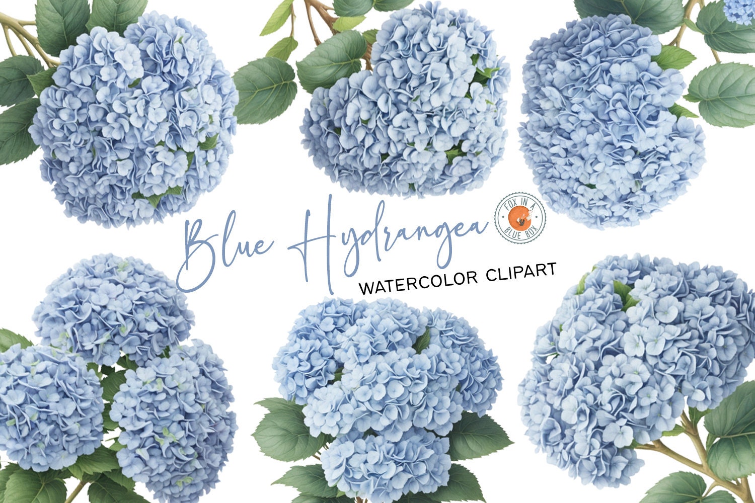 Blue Hydrangea Clipart, Blue Hydrangea Flowers in PNG Format, Watercolor Blue Hydrangea Clipart ...