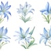 Blue Lily Clipart, Blue Lily Flowers in PNG Format, Watercolor Blue ...