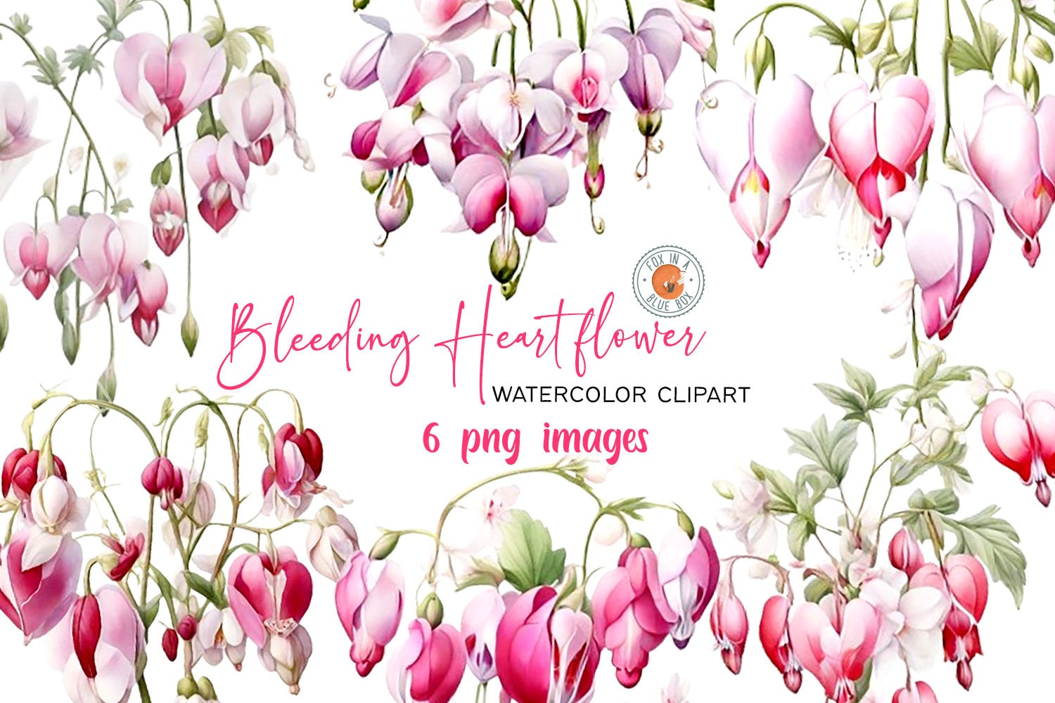 Bleeding Heart Flower Clipart, Bleeding Heart Flowers in PNG Format ...