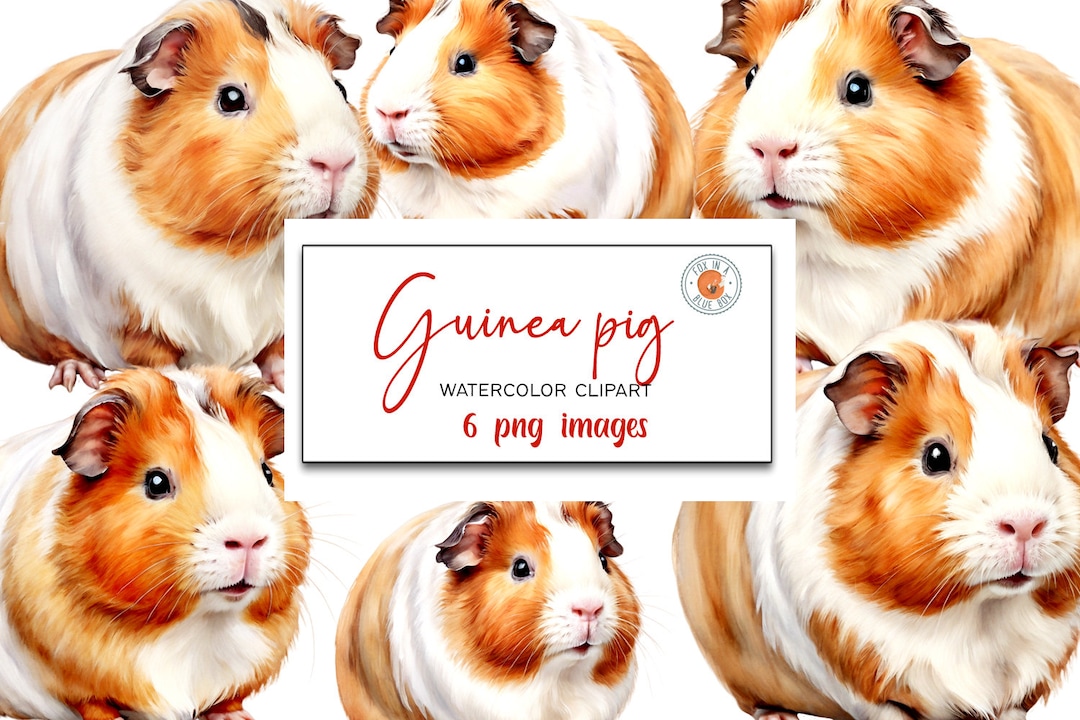 Guinea Pigs Clipart, Guinea Pigs in PNG Format, Watercolor Guinea Pigs ...