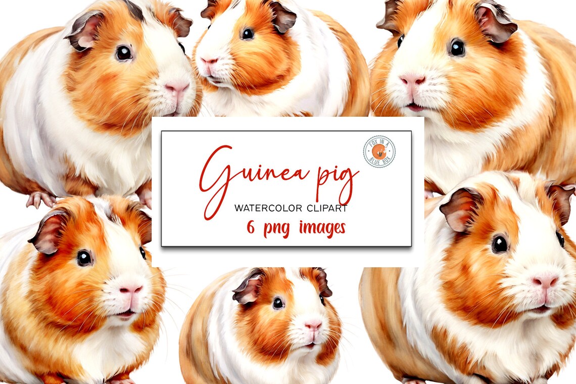 Watercolor Guinea Pig Clipart: PNG Bundle (6 Images) - Etsy