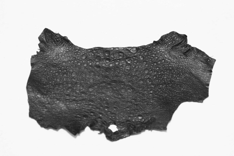 Bumpy BUFO TOAD FROG Skin Leather Craft Supply Black | Etsy