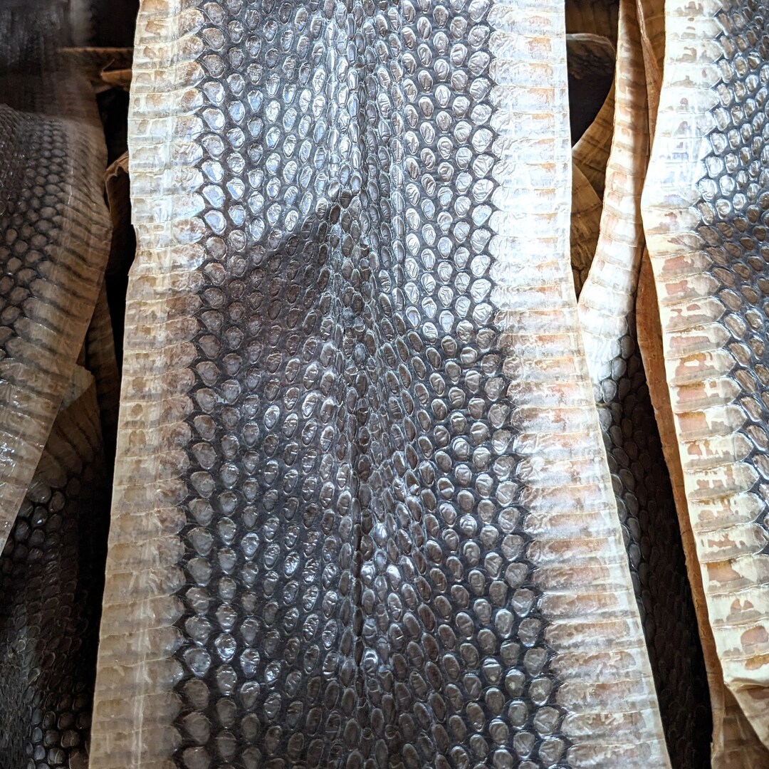 Single One Cobra Hide NOT Tanned DRY Wrap Blank Snake Skin - Etsy