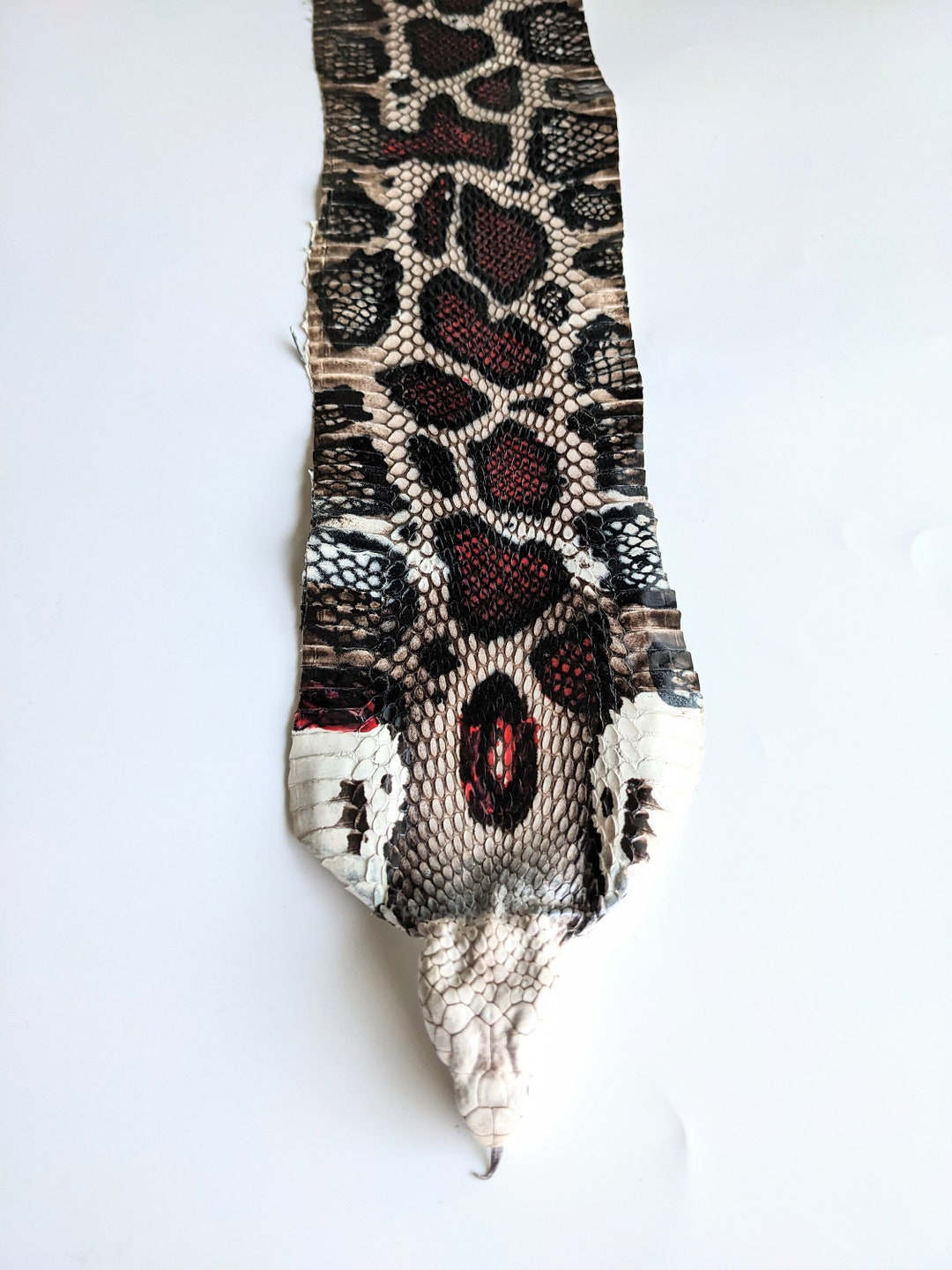 Asia Cobra Snake Skin Snakeskin Taxidermy Hide Specimen Leather - Etsy