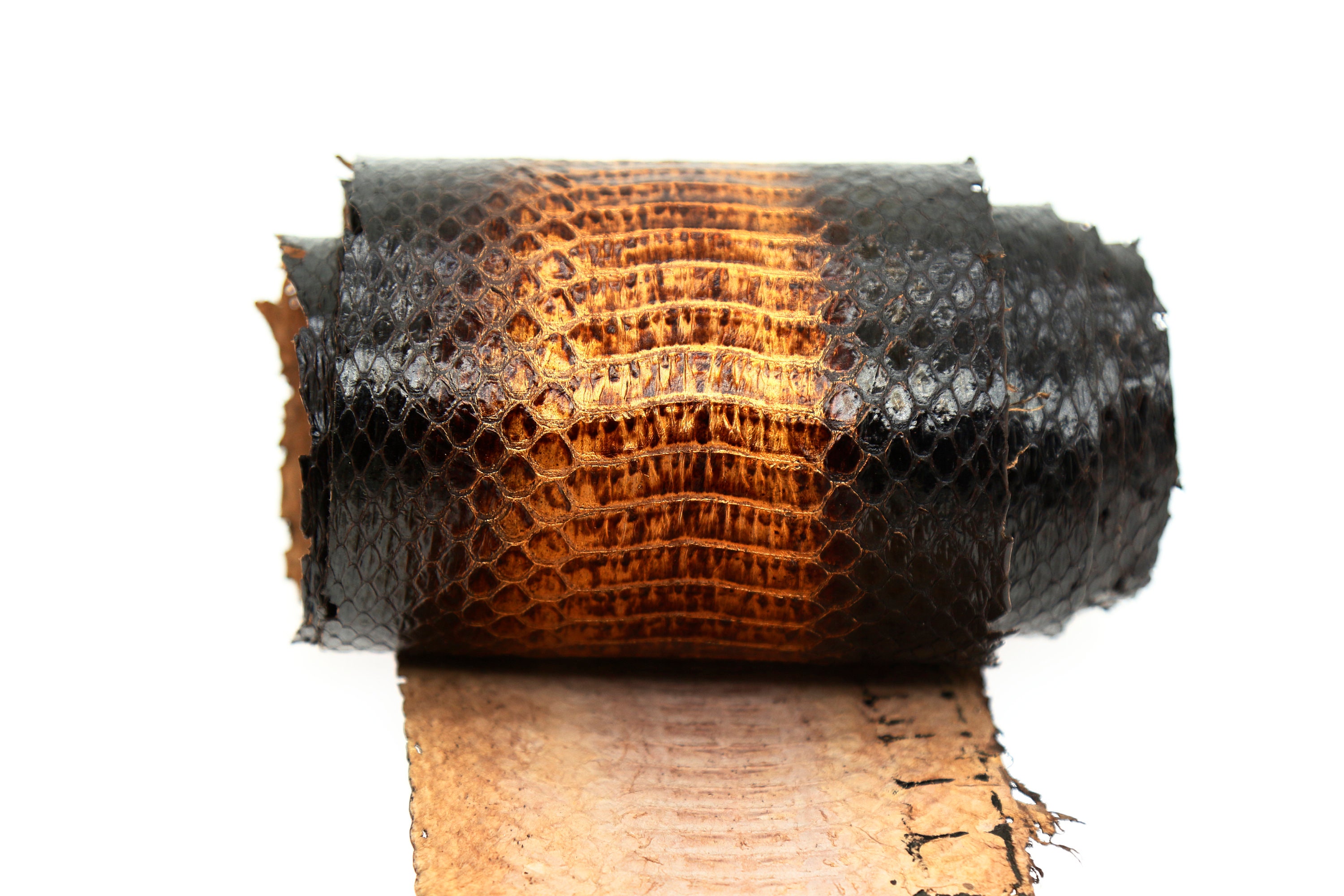 Copperhead Snake Skin for sale| 65 ads for used Copperhead Snake Skins