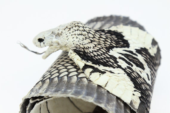 Home Improvement Snake Skin Asia Splitting Cobra Snakeskin with Head ...