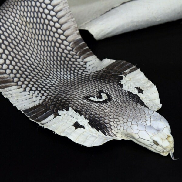 Real Snake Skin - Etsy