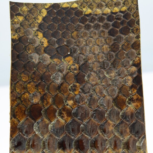 Copperhead Snake Skin - Etsy