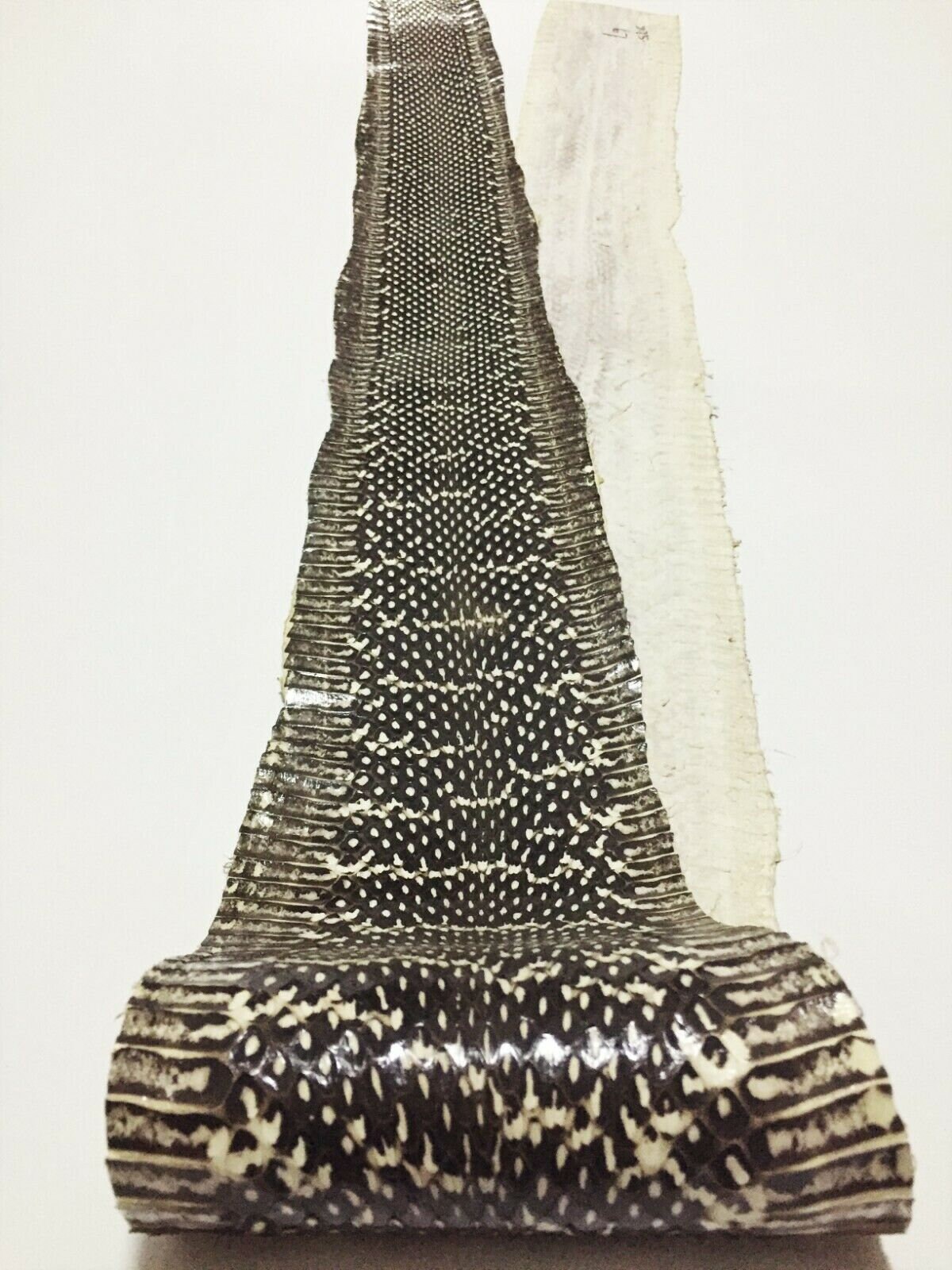 Elaphe Carinata Snake Skin Hide Leather Snakeskin Natural | Etsy