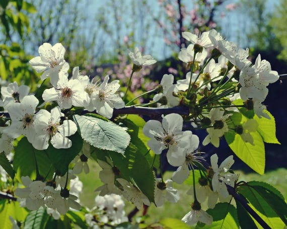 árbol Floreciente Flor Primaveral Hermosa Escena De La Naturaleza
