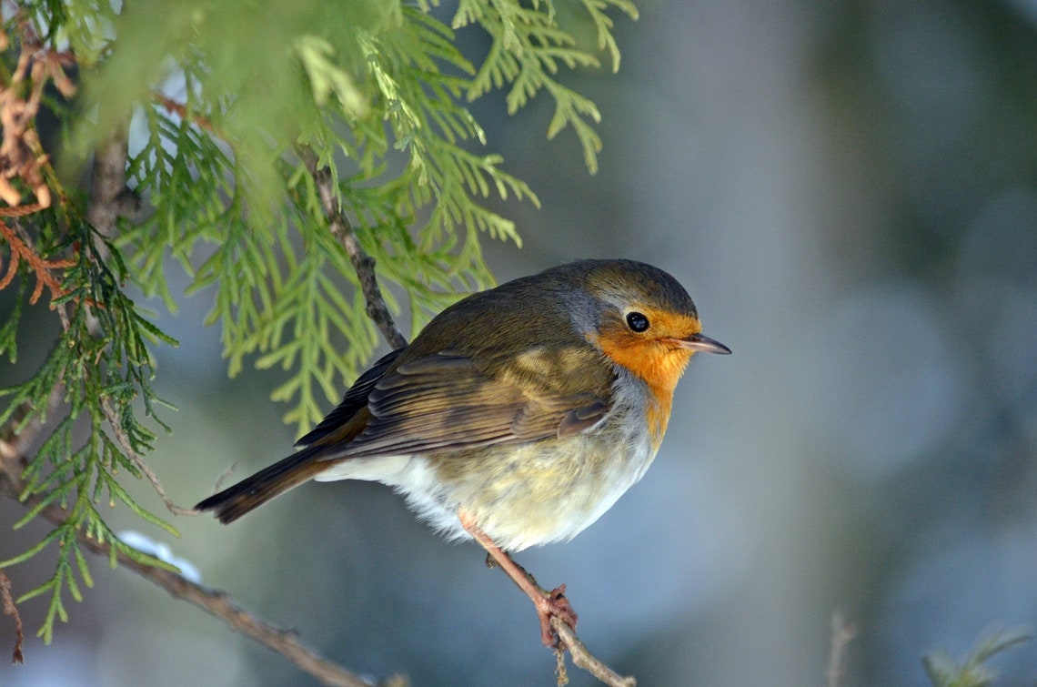 Robin Bird Printable Photo Digital Photography Instant Download Birds ...