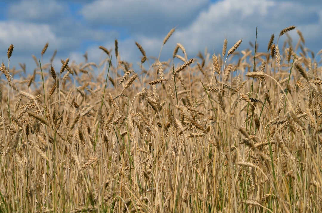 Wheat Field Digital Stock Printable Photo Instant Download Summer ...