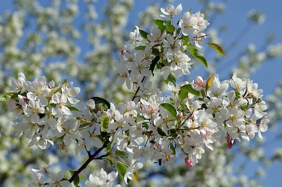 Spring Photo White Flowers Printable Art Nature Photography - Etsy